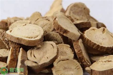 现在苦参价格多少钱一斤 惠农网