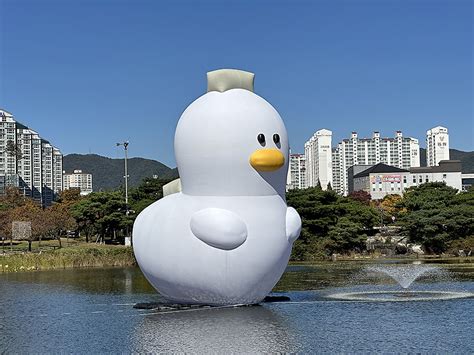 김해 연지공원에 뜬 대형 오리 조형물 더기
