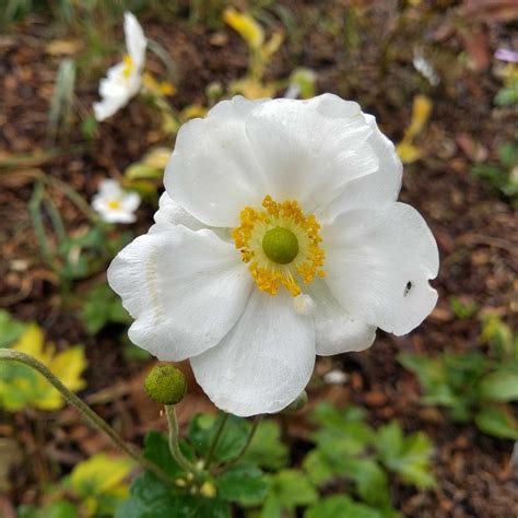 Jda Anemone Japonica Honorine Jobert