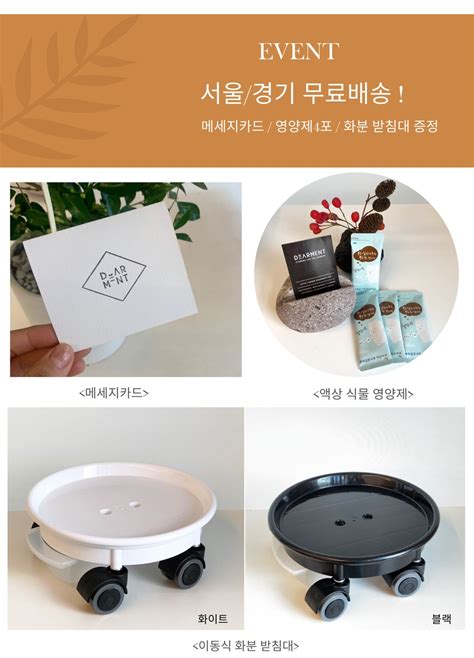 대형식물 마지나탙 바이칼라 거실 실내화초 개업식화분 카페식물 승진축하 화분 4 Type 감도 깊은 취향 셀렉트샵 29cm