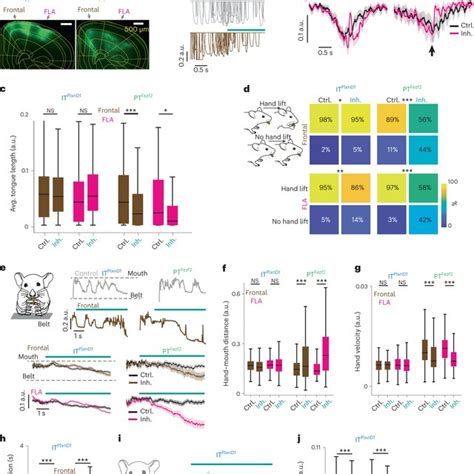 Distinct Ptfezf2 And Itplxnd1 Subnetworks Tuned To Different Download Scientific Diagram