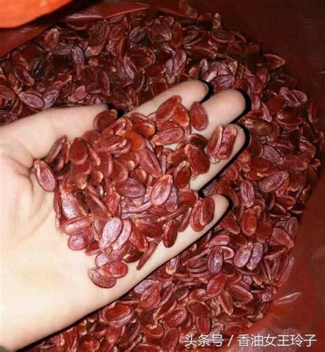 農民種西瓜不要果肉只要裏面的種子價格比西瓜番了幾番 每日頭條