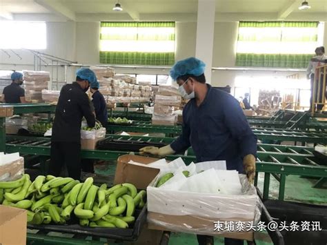 柬埔寨与韩国企业正在研究向韩国出口新鲜香蕉！ Tnaot
