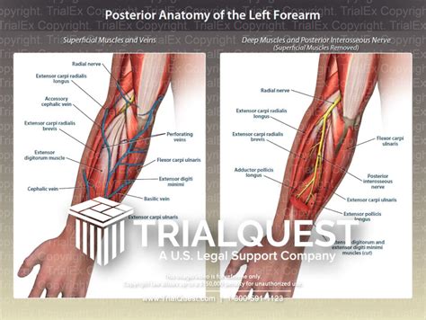 Posterior Anatomy Of The Left Forearm Trialquest Inc