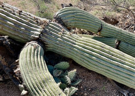Saguaro Arms And Other Cactus Musings In Tucson
