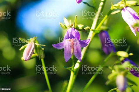 야생화 클로즈업입니다 꽃의 아름 다운 매크로 사진입니다 정원에서 성장 하는 아름 다운 여름 꽃 필드 아름 다운 꽃입니다 0명에 대한 스톡 사진 및 기타 이미지 Istock