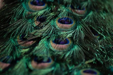 Premium Photo Peacock Tail Texture Beautiful Pattern