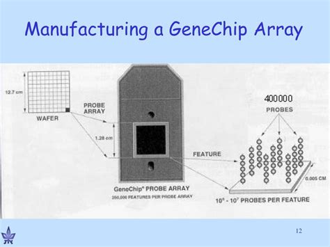 Ppt Gene Expression And Dna Chips Powerpoint Presentation Free Download Id5848122 Ppt Gene Expression And Dna Chips Powerpoint Presentation Free Download Id5848122