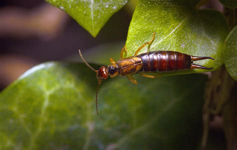 How To Get Rid Of Earwigs Naturally Effective Solutions