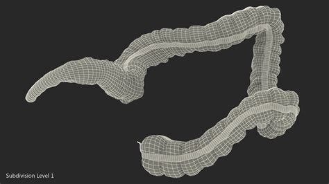 人类结肠 3D模型 39 3ds blend c4d fbx ma obj max Free3D