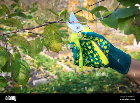 Female Farmer Look After The Garden Spring Pruning Of Fruit Tree Woman With Pruner Shears The