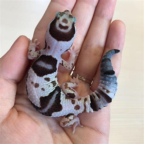 African Fat Tailed Gecko Habitat Best Cage For African Fat Tail Gecko