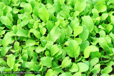 小白菜图片素材下载 植物花草素材下的农作物图片素材 汇图网