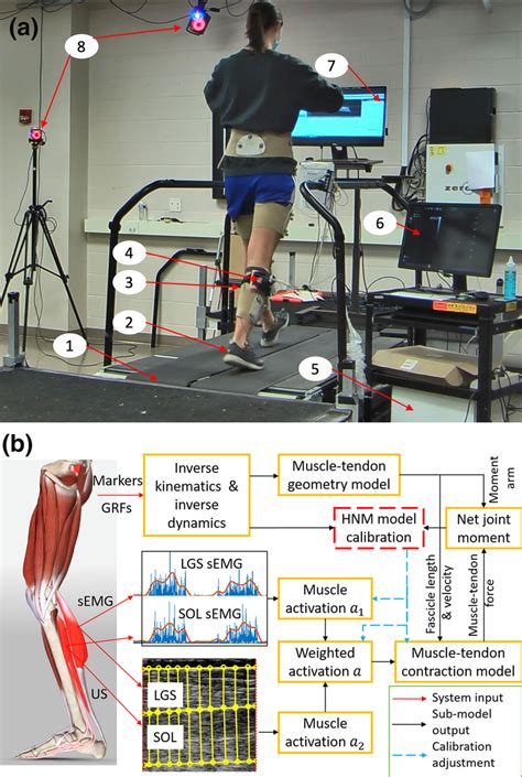 The Treadmill Walking Experimental Setup Data Collection Processing Download Scientific