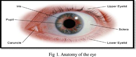 Figure 1 From Interactive Growcut Multi Label N D Segmentation Based