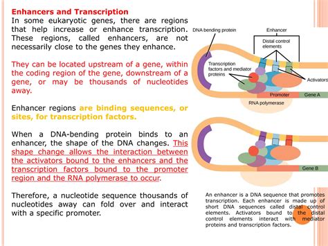 Lecture Notes Gene Regulation In Eukaryotes Pdf