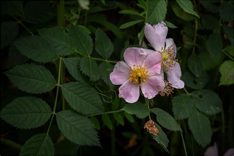 Rose On Behance