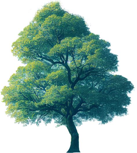download ai generated tree maple royalty free stock illustration