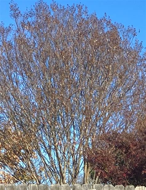 Tree Blank Template Imgflip