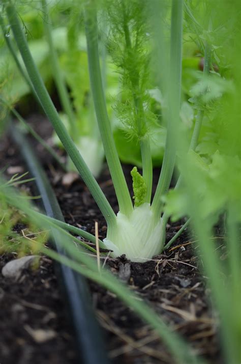Try These 4 Amazing Steps To Growing Great Bulb Fennel