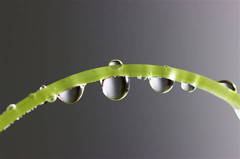 녹색줄기에 맺힌 물방울 이미지 유토이미지 상세페이지 베이직샵 사진 21428700