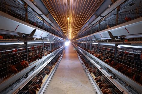 ឯកឧត្ដម បណ្ឌិត កៅ ថាច បាន ចុះ ពិនិត្យ ខ្សែ ចង្វាក់ ផលិតកម្ម របស់ កសិដ្ឋាន ចិញ្ចឹម មាន់ យក ស៊ុត