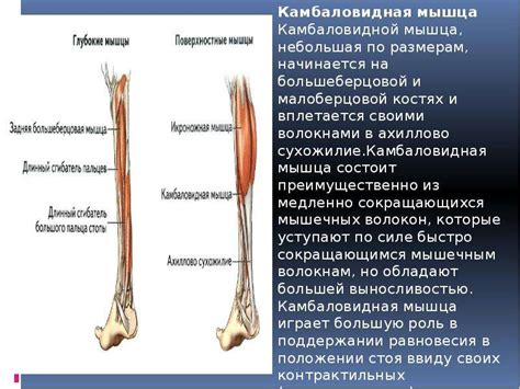Техника упражнений для развития мышц голени и икроножных мышц презентация доклад проект скачать