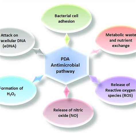 Representation Of Antimicrobial Pathways Essential For Obstructing