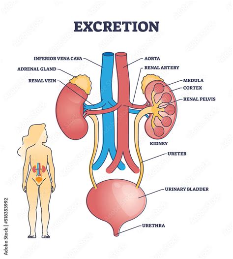 Vector De Stock Excretion Process Anatomy And Biological Urinary Explanation Outline Diagram