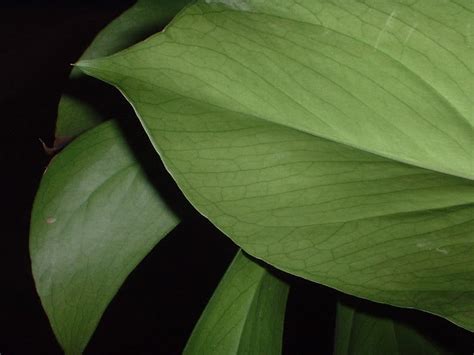 Ficus Elastica Identification Health Benefits Uses Invasive