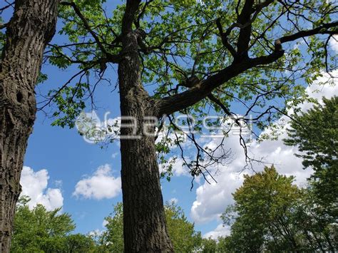 하늘 구름 흰구름 파란하늘 푸른하늘 사진 이미지 일러스트 캘리그라피 Jhsarah작가