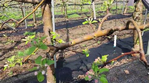 경남함양안의봉산홍로 230407금 사과탄저병 냉해경감 사과갈반병 사과착색관리 함양군 안의면 23년도1호농가 어디에나미생단미생단엠세트 농합주농업회사