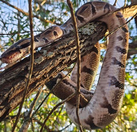 My Python Playing Hide And Seek R Snakes