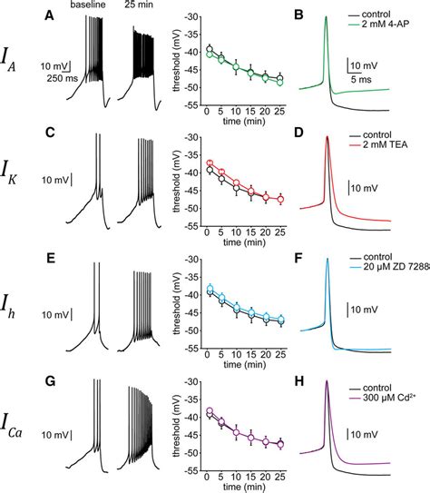 Ap Threshold Hyperpolarization Persists With Pharmacological Blockade