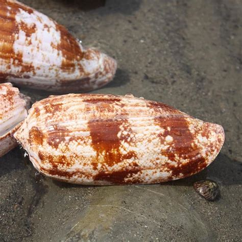 Geography Cone Shell Conus Geographus Geography Cone Shell Conus Geographus