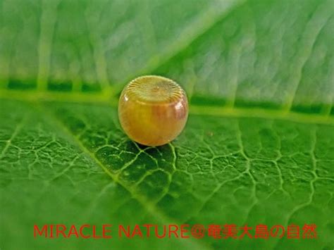 Miracle Nature