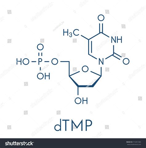 Thymidine Structure Thymidine Pyrimidine Deoxynucleoside Royalty Free