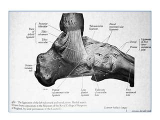 Ankle And Tibiofibular Joint Pptx