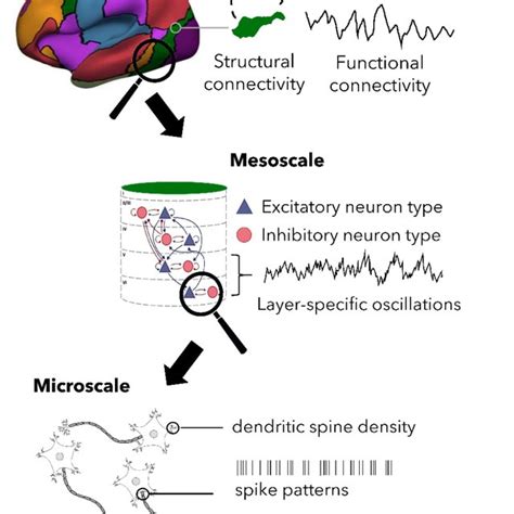 Scales Of Brain Organization In Multiscale Connectomic Modeling Top