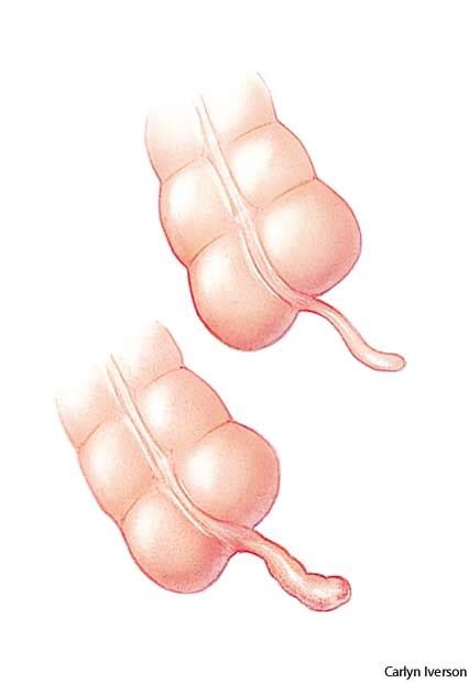 American Heritage Dictionary Entry Appendix
