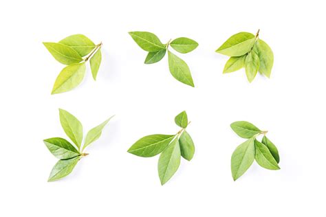 신선한 차의 흰색 배경 사진 녹색 잎 녹차 잎 배경 일러스트 및 사진 무료 다운로드 Pngtree