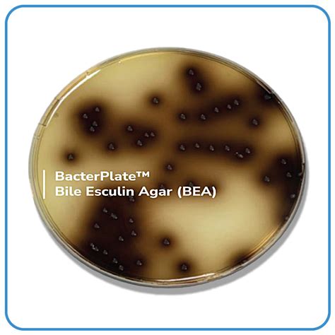 Bacterplate™ Bile Esculin Agar Bea Bacterlab
