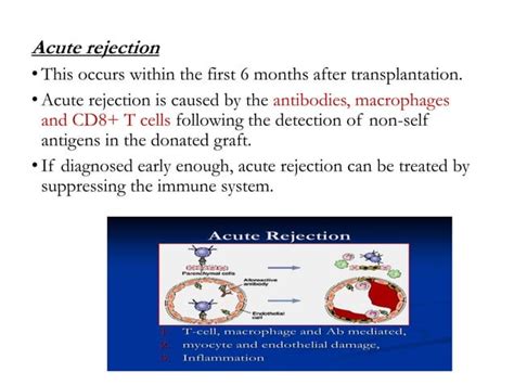 11 Transplantation Immunity Types Of Grafts Mechanisms Of Graft Ppt Blood Disorders