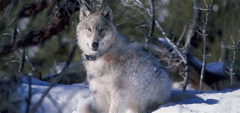 Audio Tale Wolf Encounter In Glacier Bay National Park
