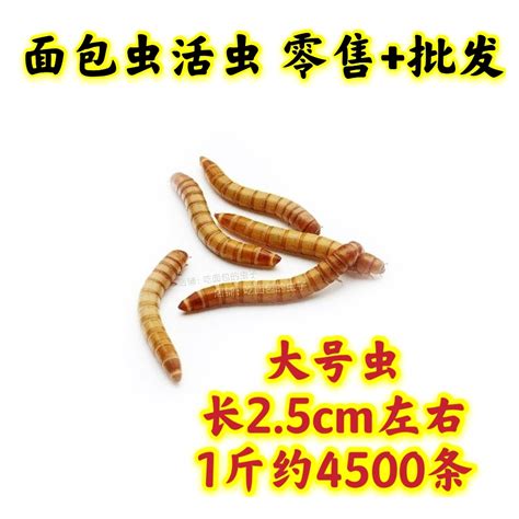 黄粉虫活虫面包虫鲜活体宠物蛙鸟鱼蝎子守宫蜥蜴仓鼠营养饲料包邮 虎窝淘