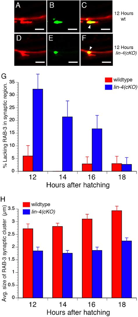 Figure 2 From Transition Between Synaptic Branch Formation And Synaptogenesis Is Regulated By