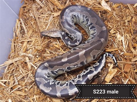 Chrome Dome Short Tails Sumatran Short Tailed Python By Bio Boutique Morphmarket