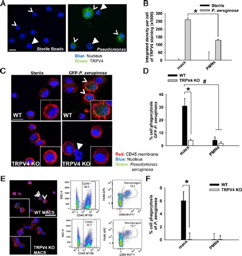 Trpv4 Mediates Clearance Of P Aeruginosa By Macrophages Wt And Trpv4 Download Scientific
