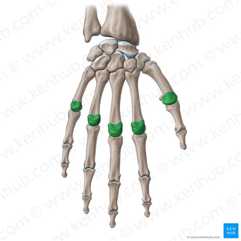 Interphalangeal Joints Of The Hand Bones Ligaments Mov Kenhub