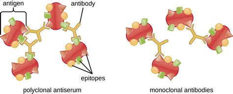 Detecting Antigen Antibody Complexes Microbiology